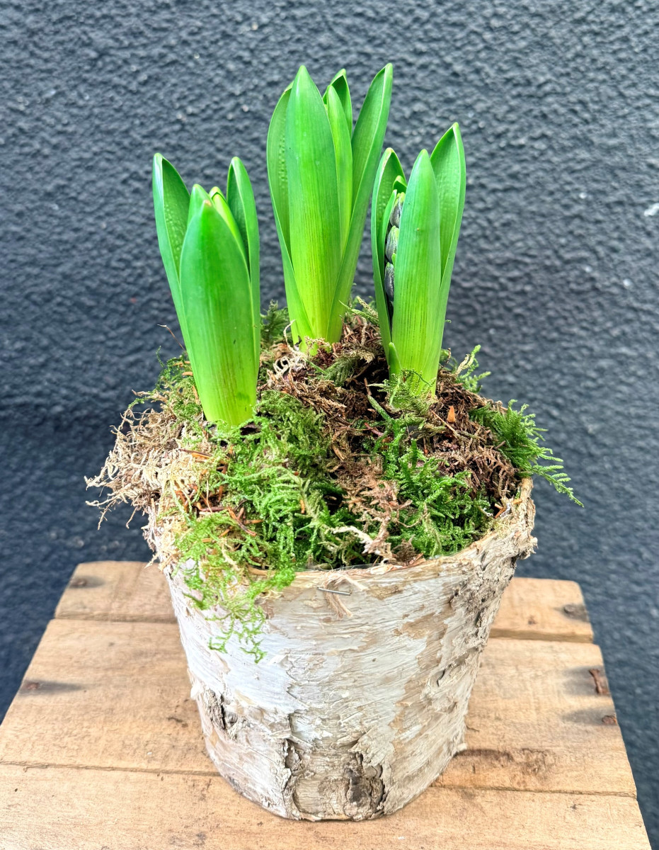 3 hyacinths in bark pot