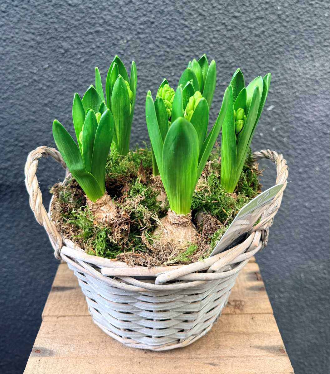 8 Hyacinths in wicker basket